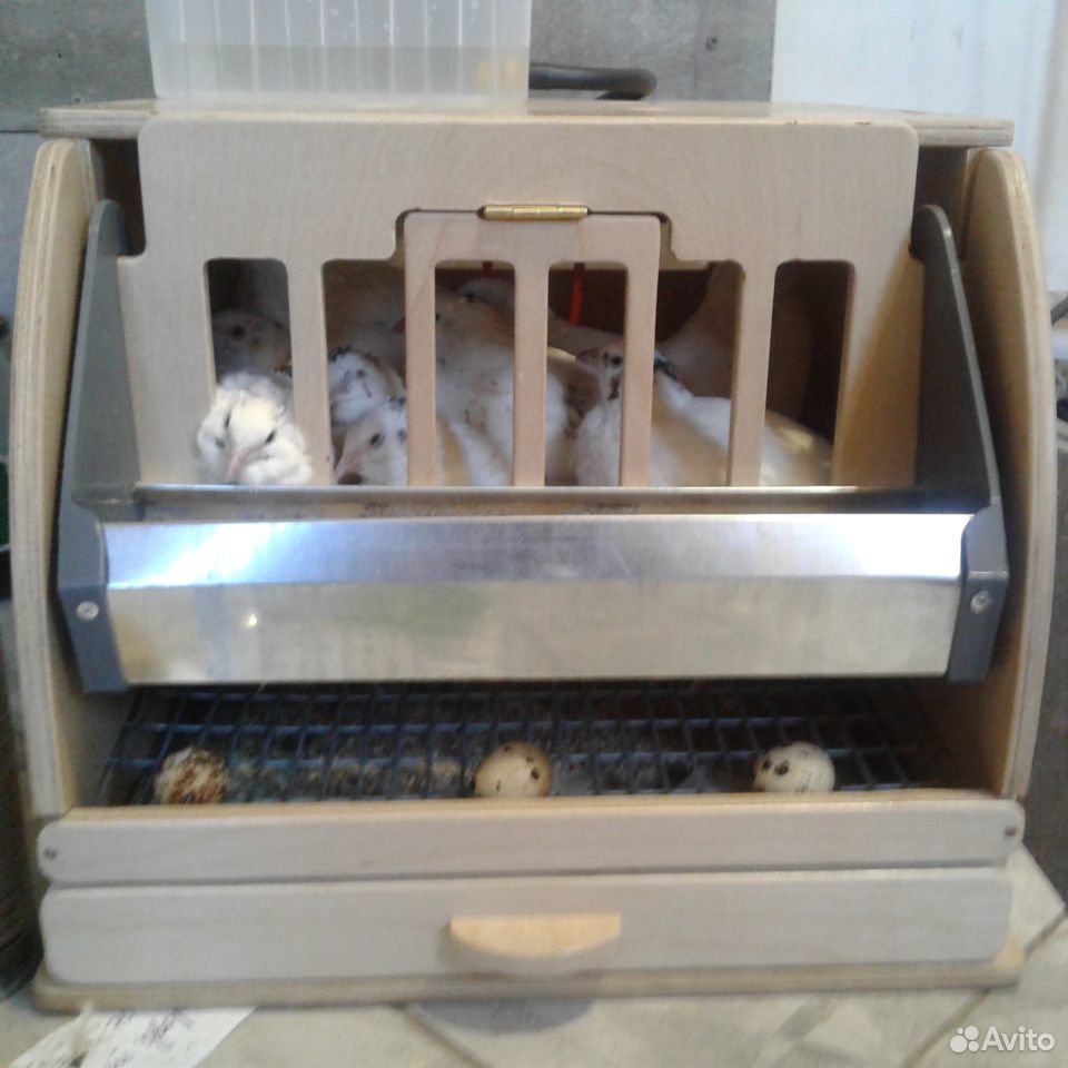 Продам перепелов техасской породы 10 шт с клеткой