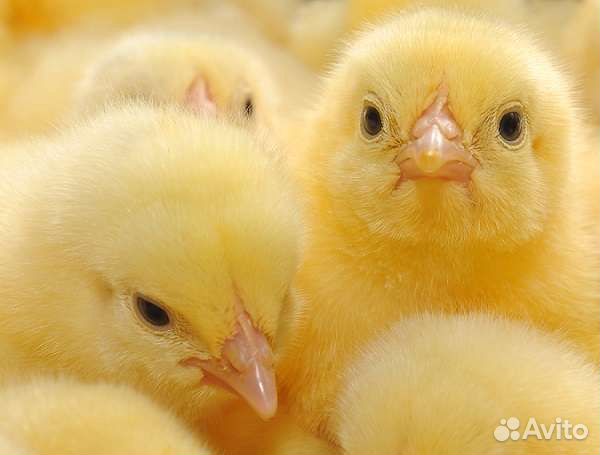 Цеплята-бройлеры ждут вас