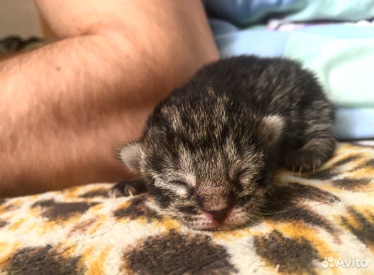 Кошечка ищет новый дом вместе с котятками