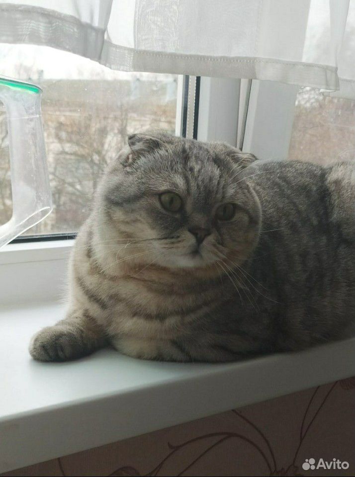 Британский скоттиш фолд