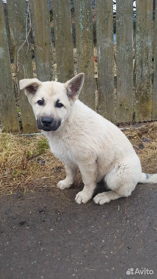 Щенок (мальчик, 2.5 месяца) в дар