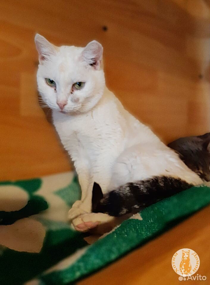 Кошка из приюта. Беляшка