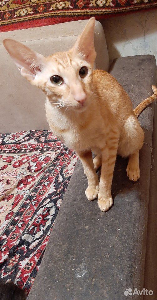 Ориентальный котик