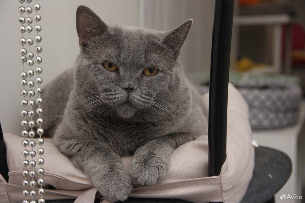 Британка в дар