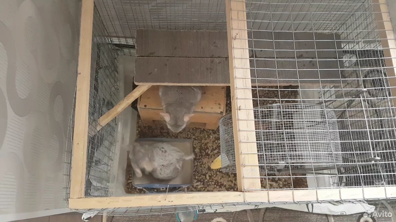 Шиншиллы со всем необходимым