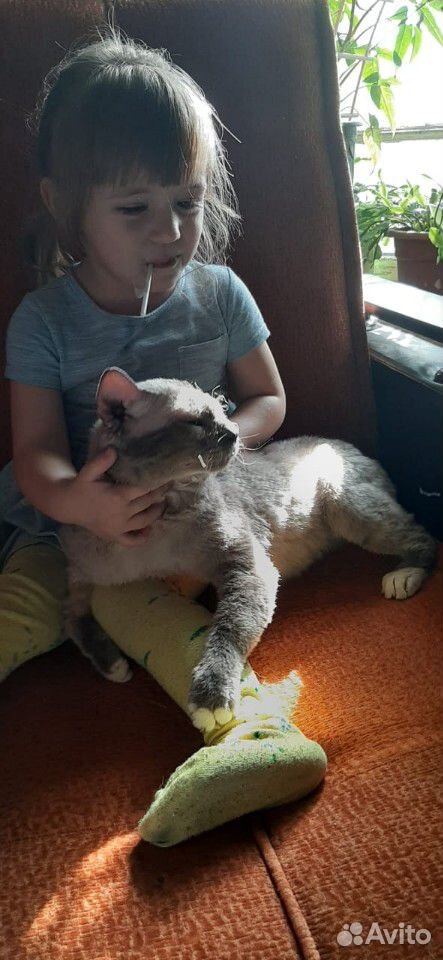 Ласковый котяра