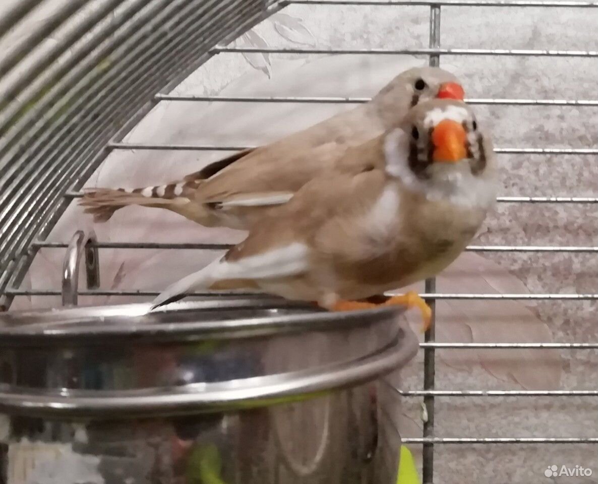 Семья амадин