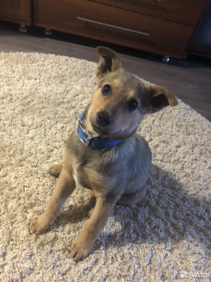 Щенок в добрые руки