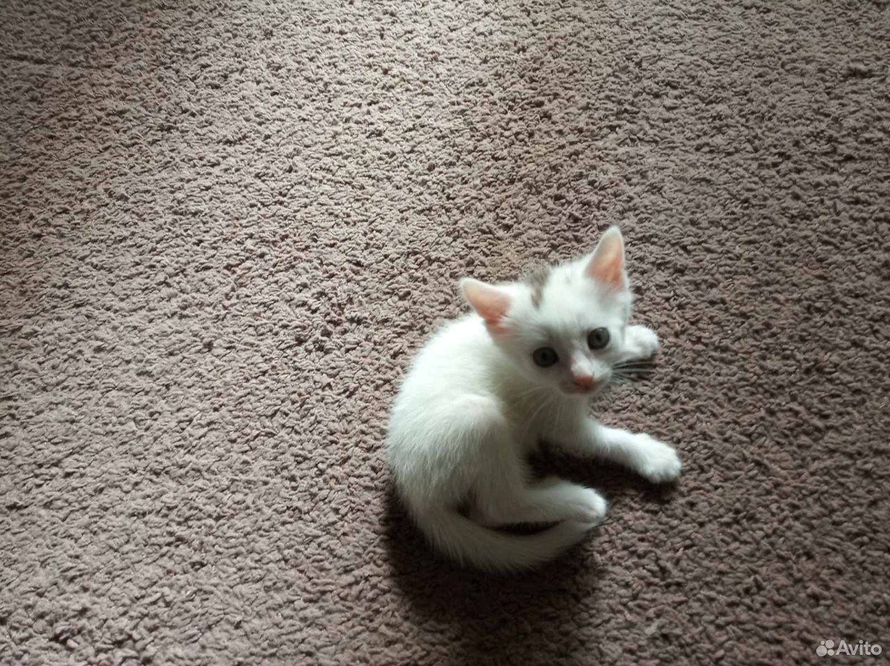Котёнок