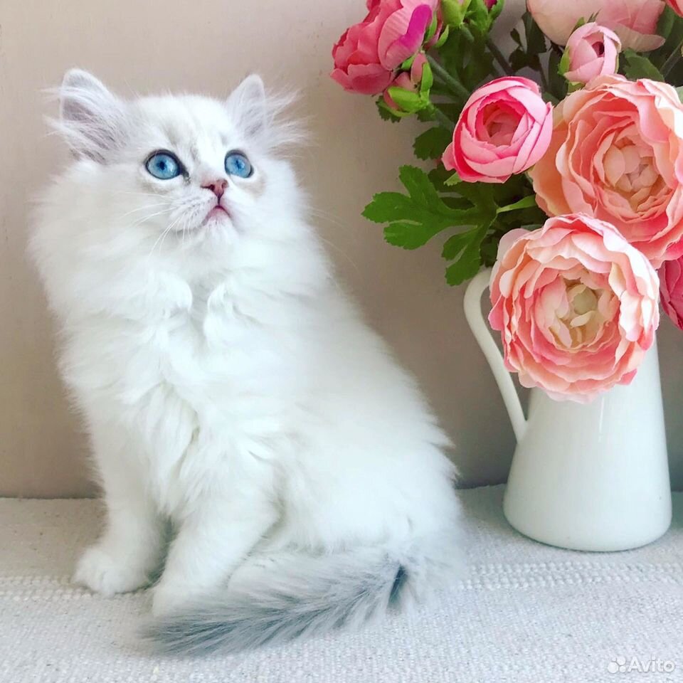 Милая барышня с яркими голубыми глазами