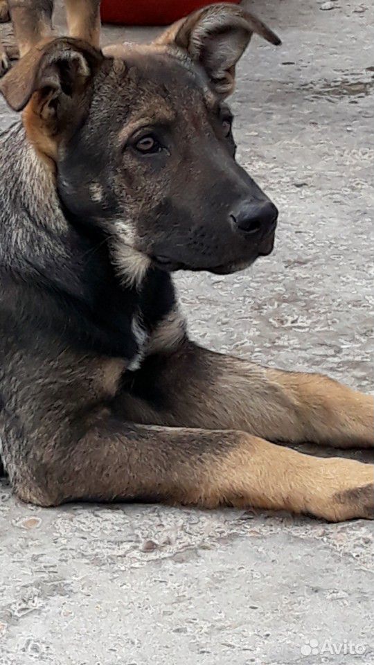 Собака