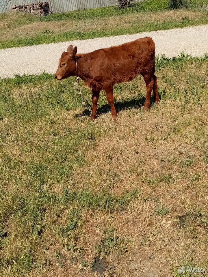 Бык, телёнок