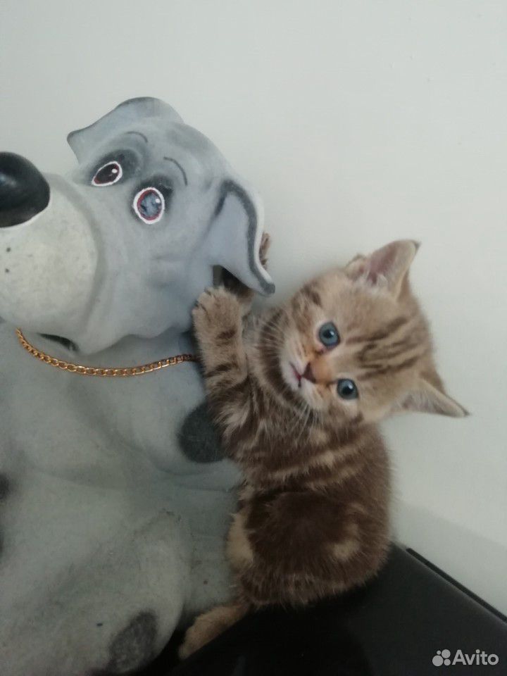 Шотландские