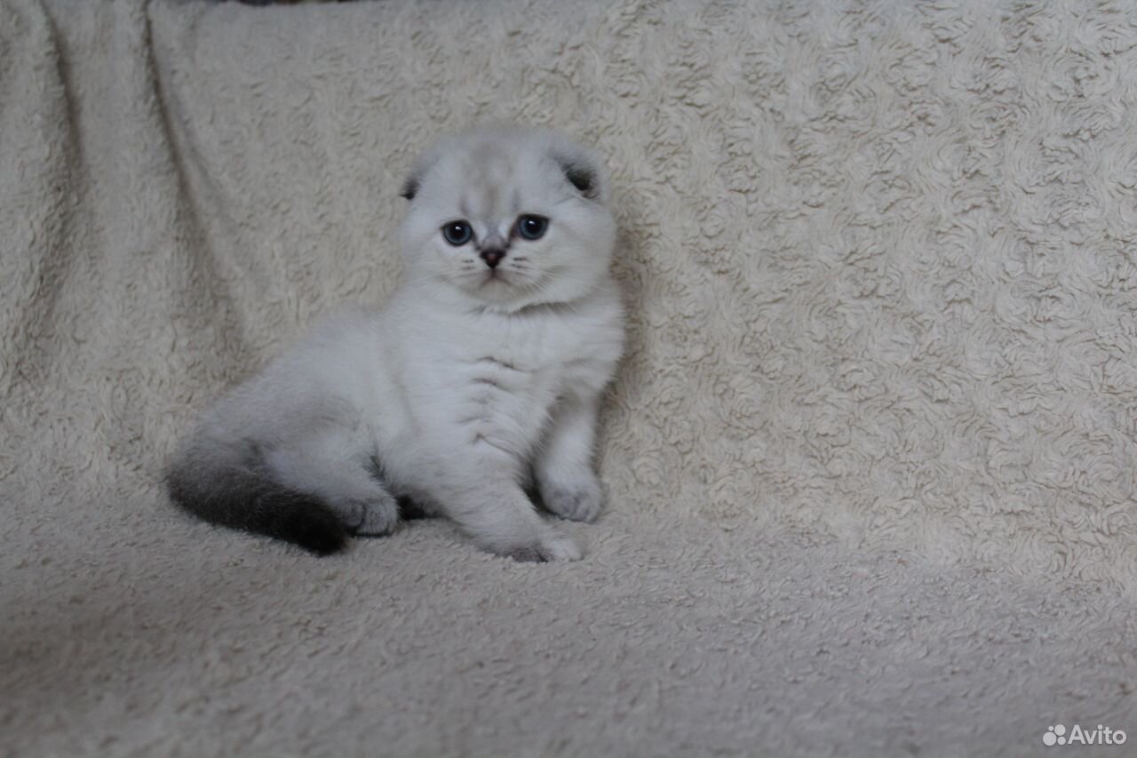 Cинеглазая вислоухая красотка