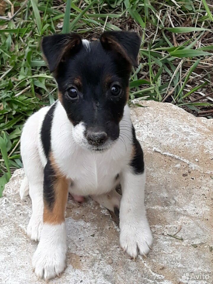 Малыш-крепыш