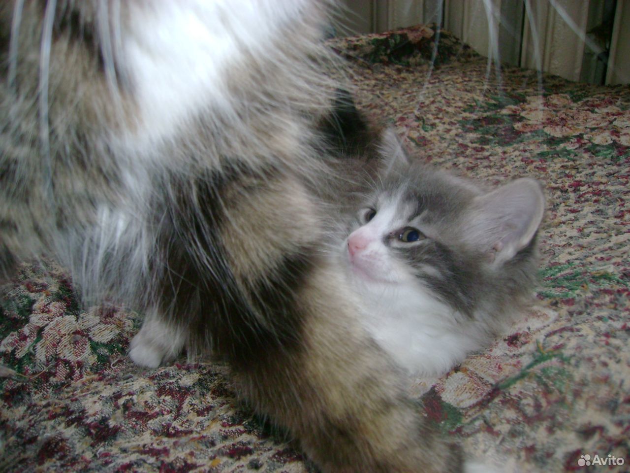 Котёнок-девочка Б/У