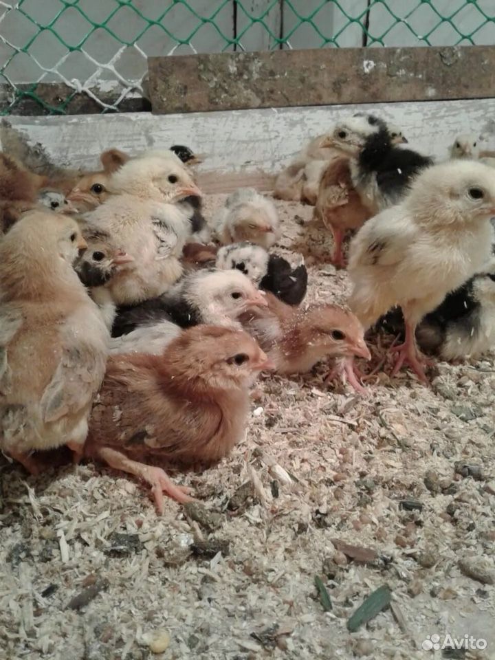 Цыплята смешанных пород