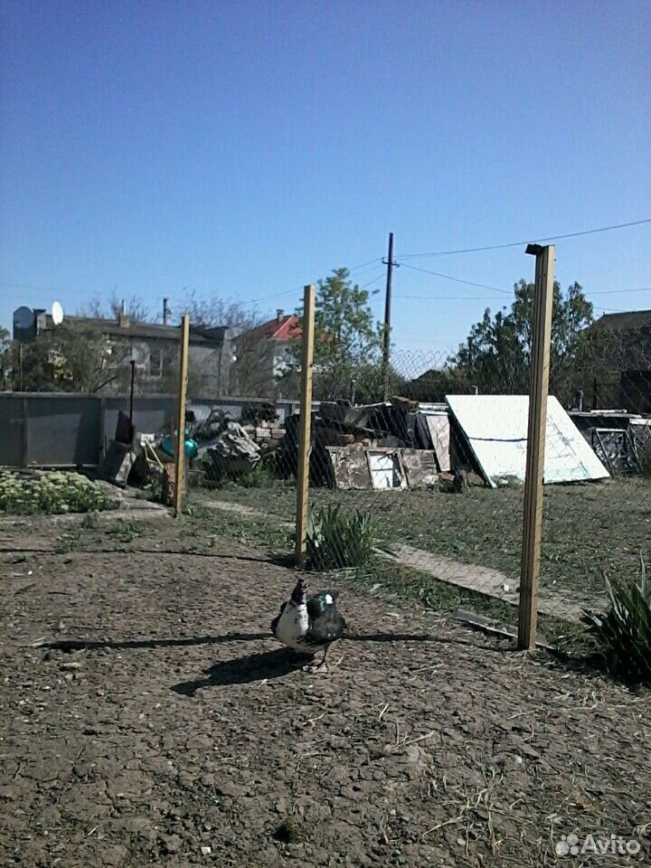 Продам селезня индо-утки