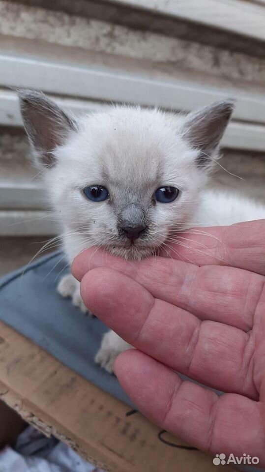 Отдам полупородистых котят
