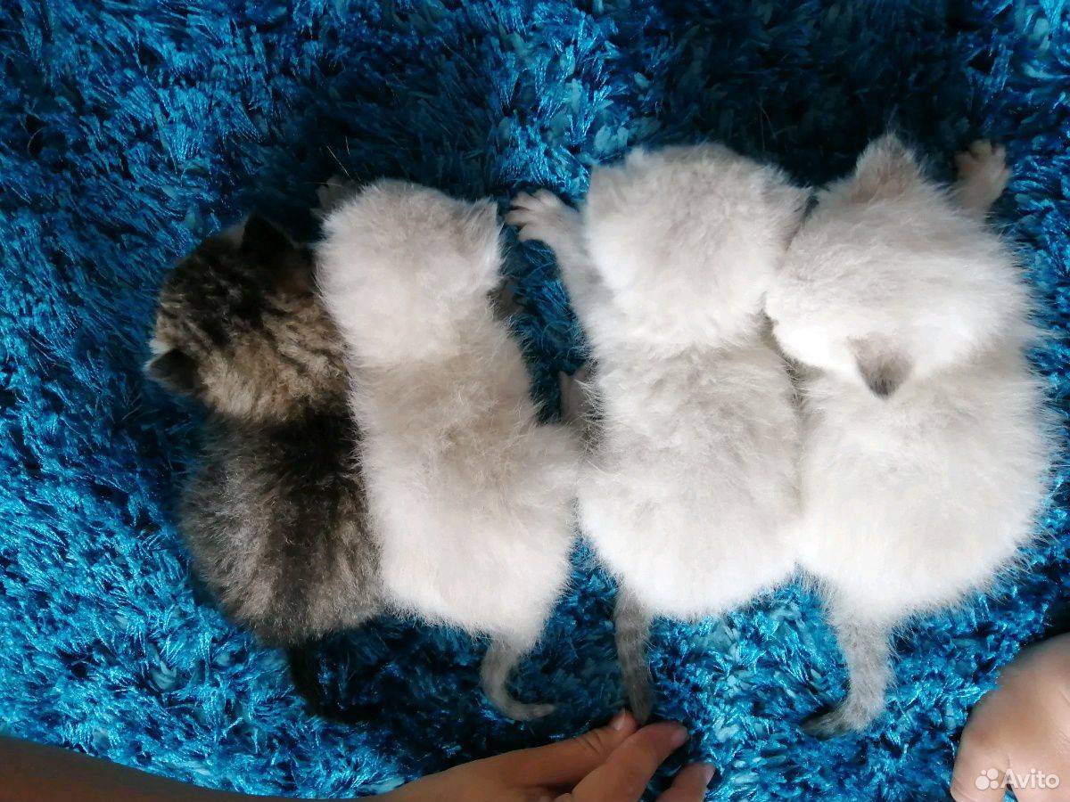 Милый котенок