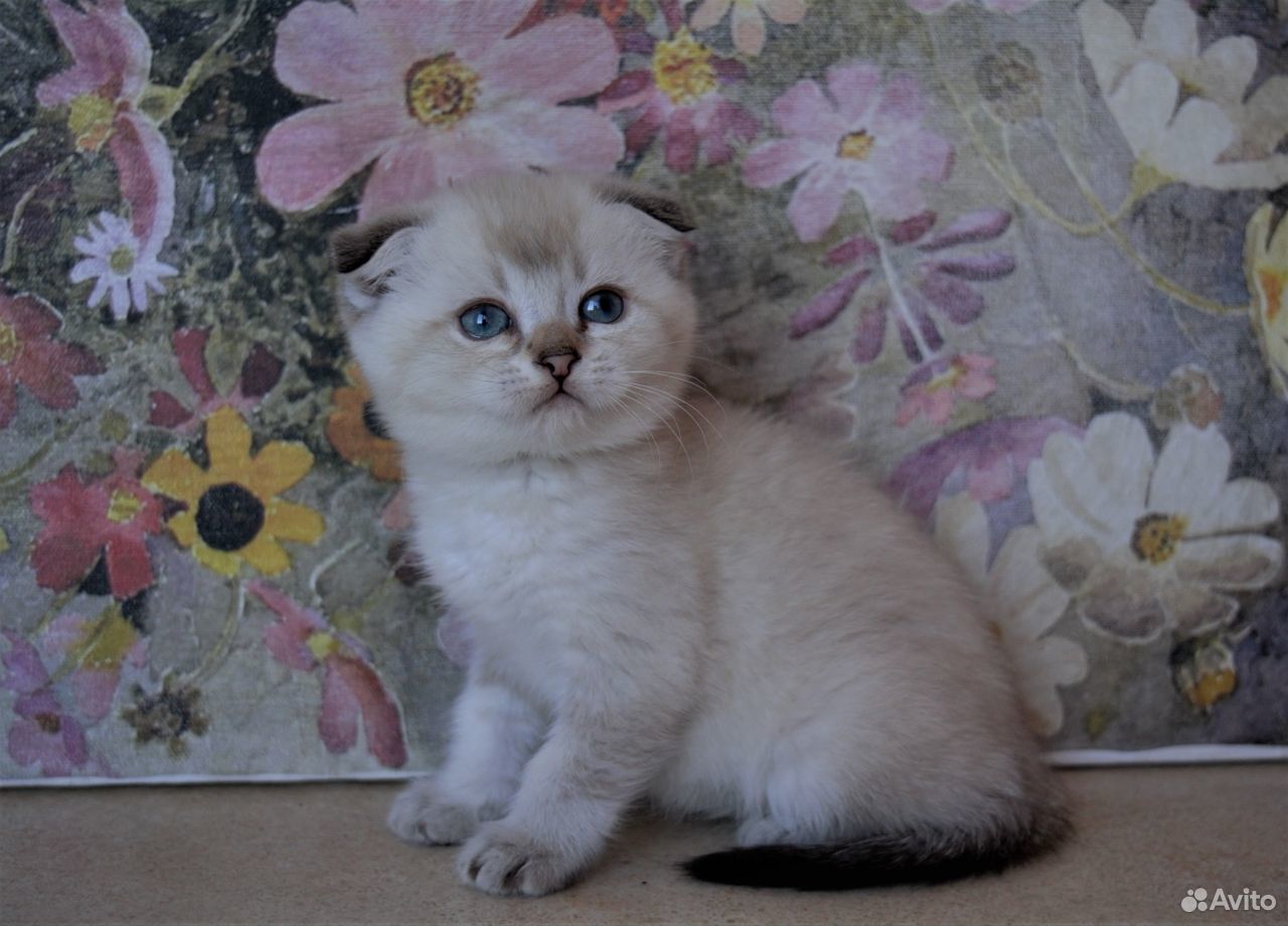 Кошечка фолд