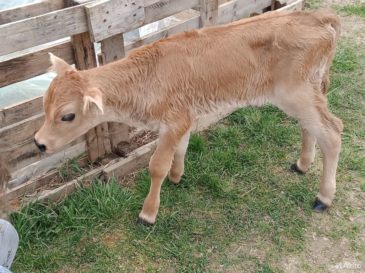 Джерсейский бычок