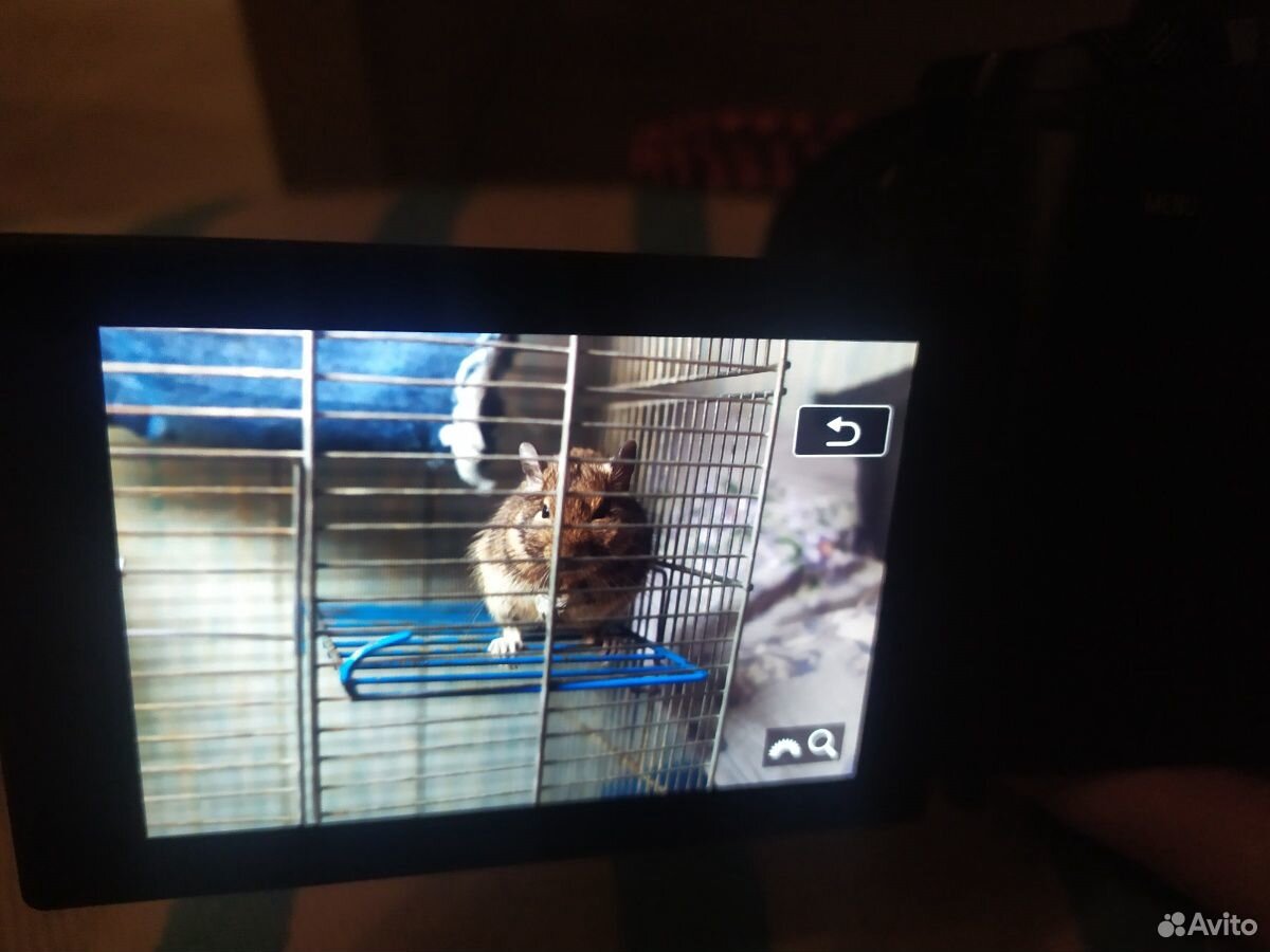 Отдам белок дегу вместе с клеткой, поилкой