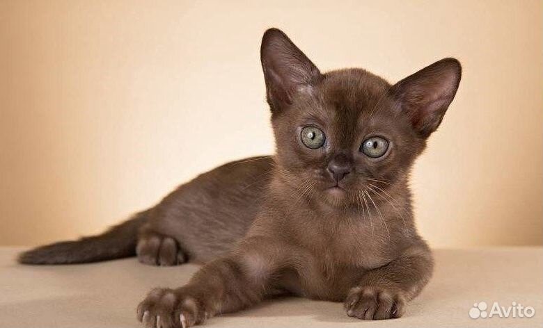 Бурманский котёнок окрас соболиный Маркус