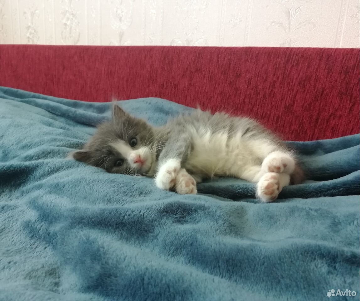 Милый котёнок 2 месяца