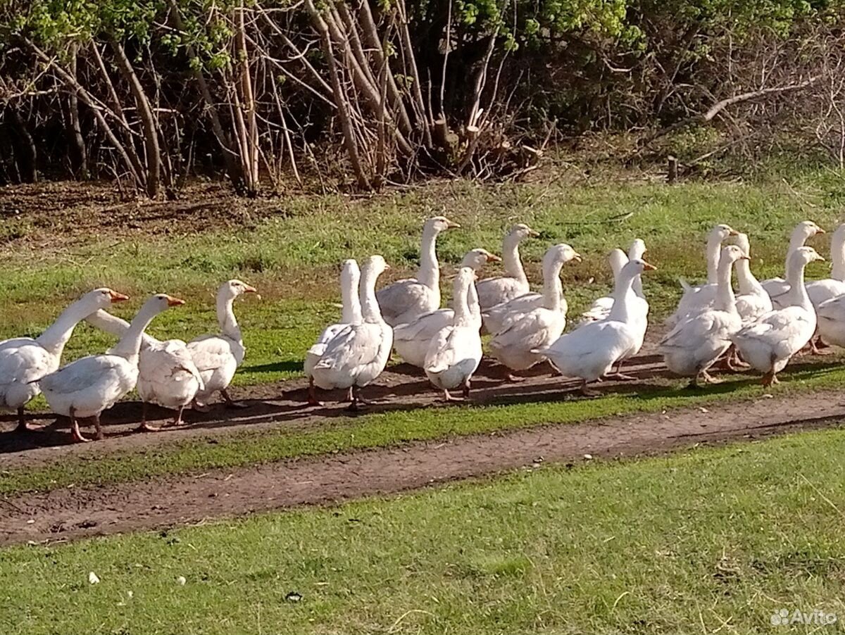 Продам или обменяю гусиную семью