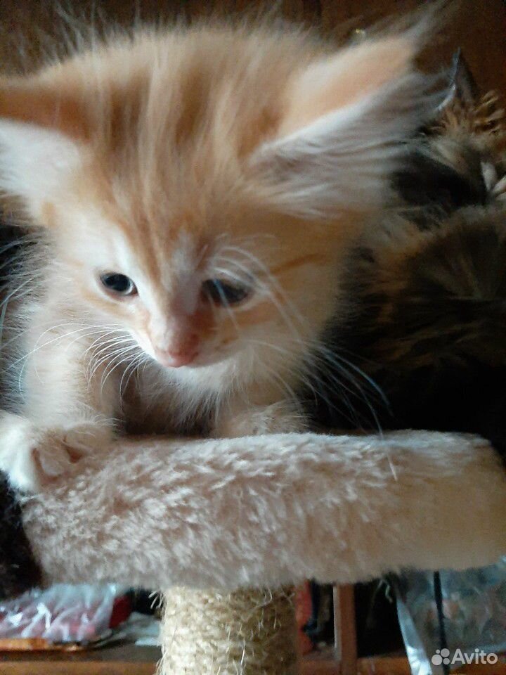 Пушинки-золотинки