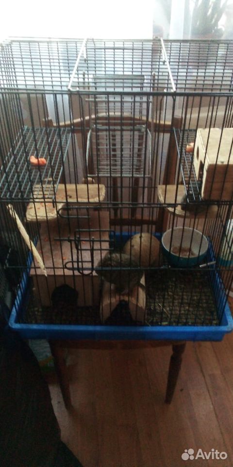 Белки дегу с клеткой