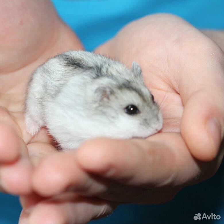 Джунгарский хомяк бесплатно