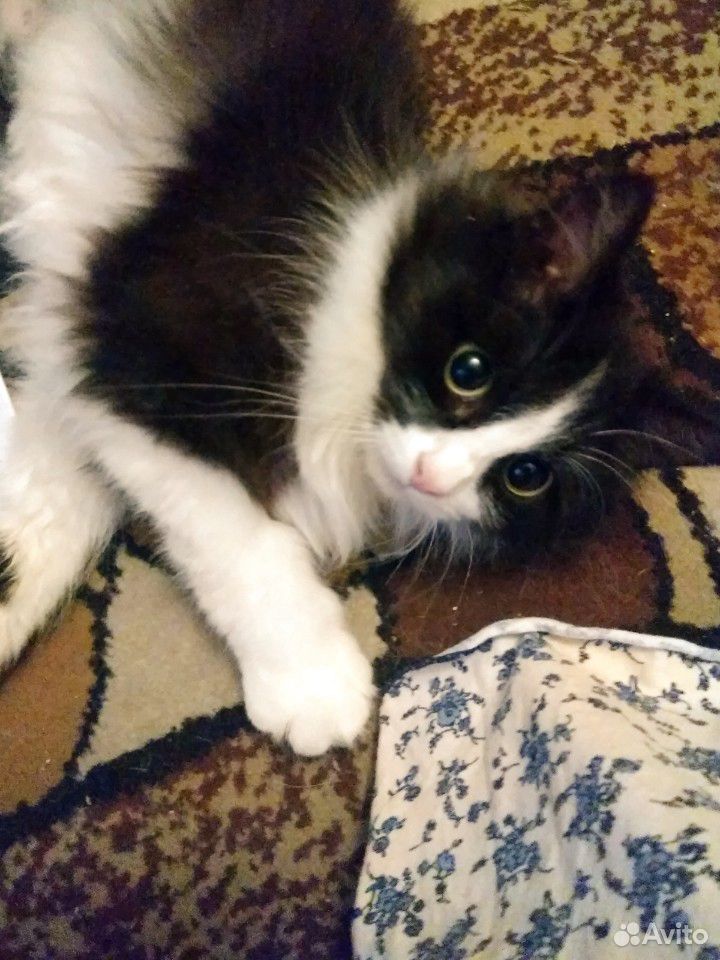 Котик Ластик