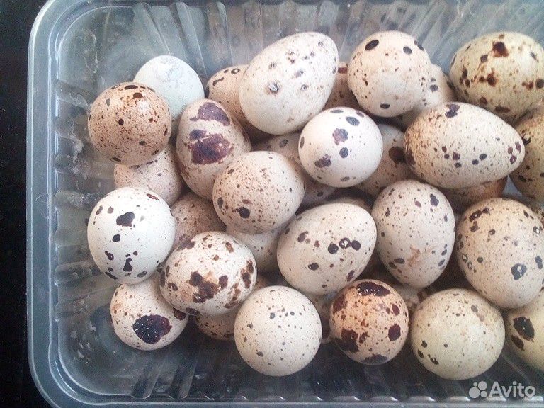 Яи перепелинное