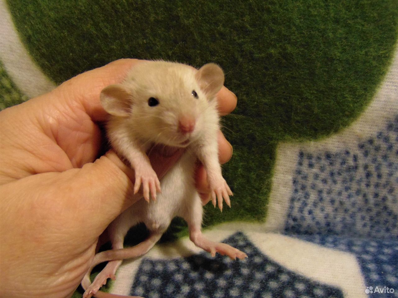 Крысята - дамбо мальчики - бронирование, клетки