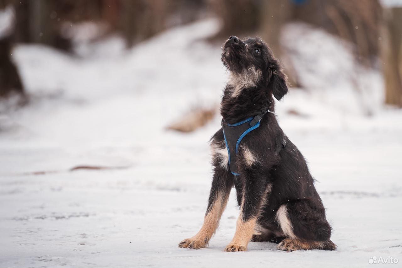 Отдам терьеристую девочку