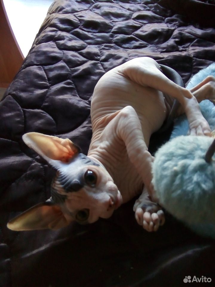 Донской сфинкс кошечка 2 мес