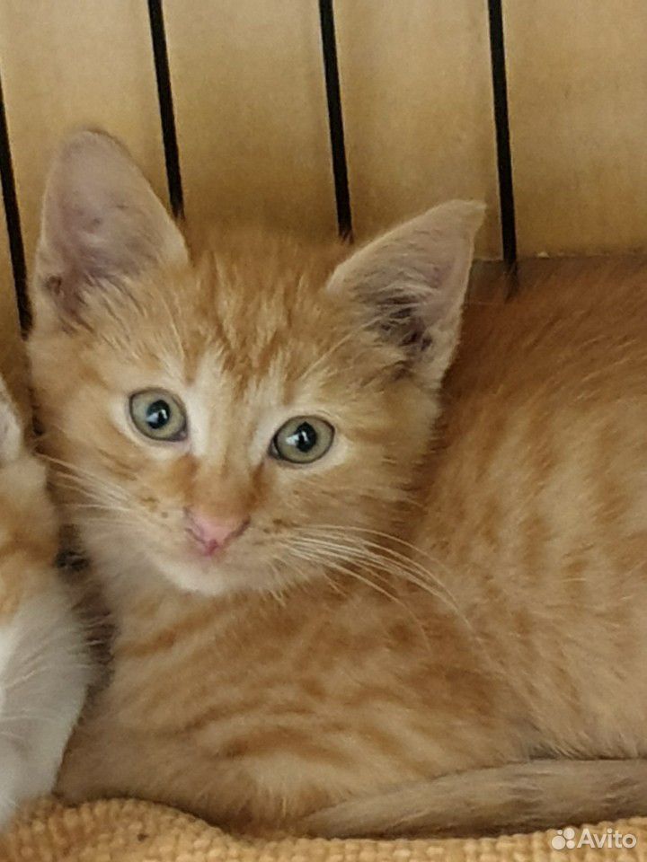 Рыжики Ганс и Нильс хотят найти дом