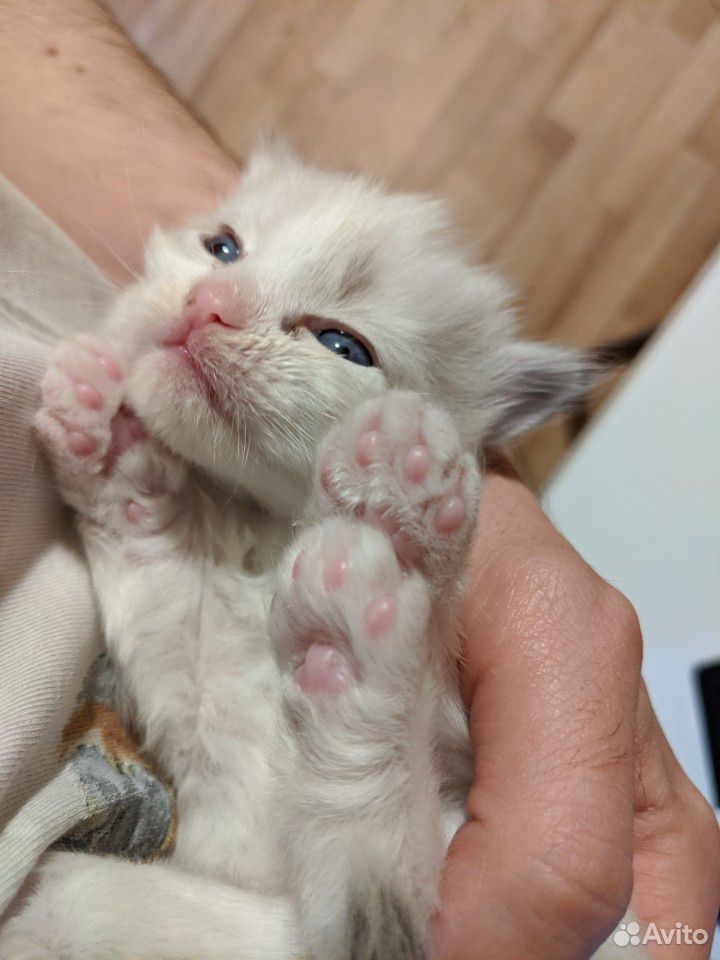 Котёнок девочка Лакшми