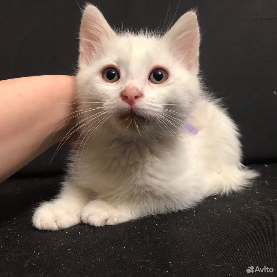 Котёнок Снежок