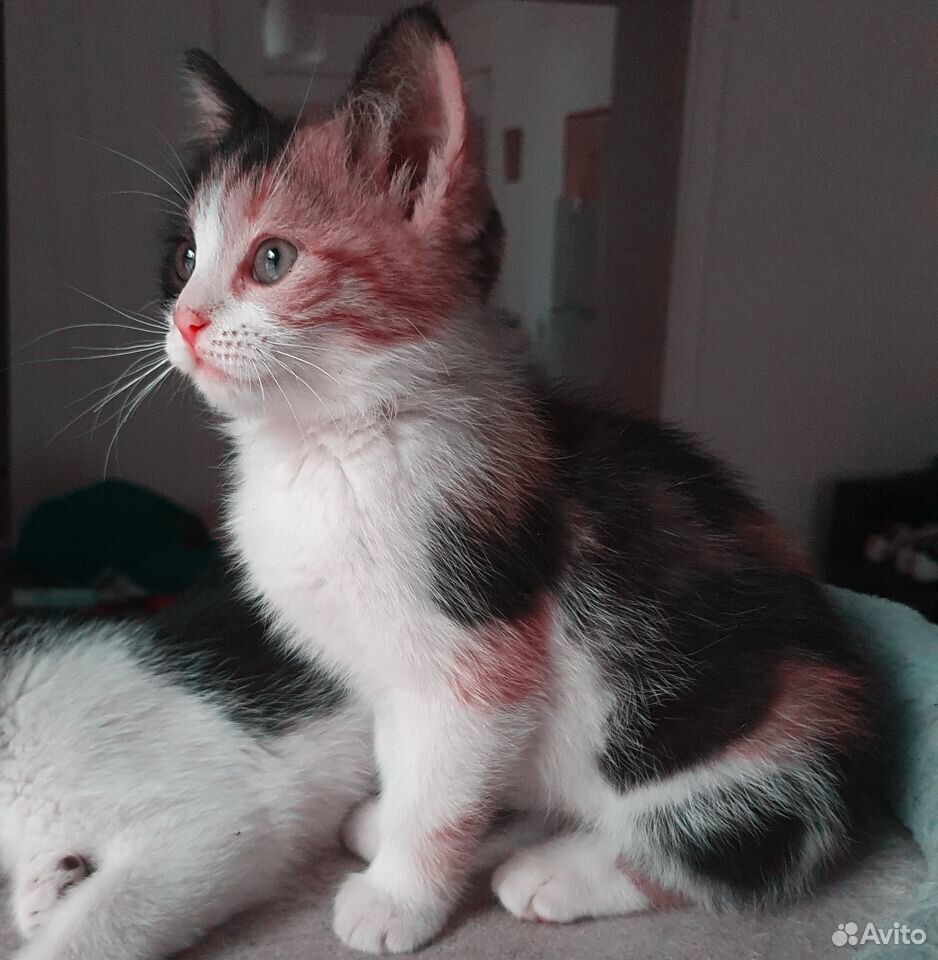 Трехцветный котенок девочка в добрые руки