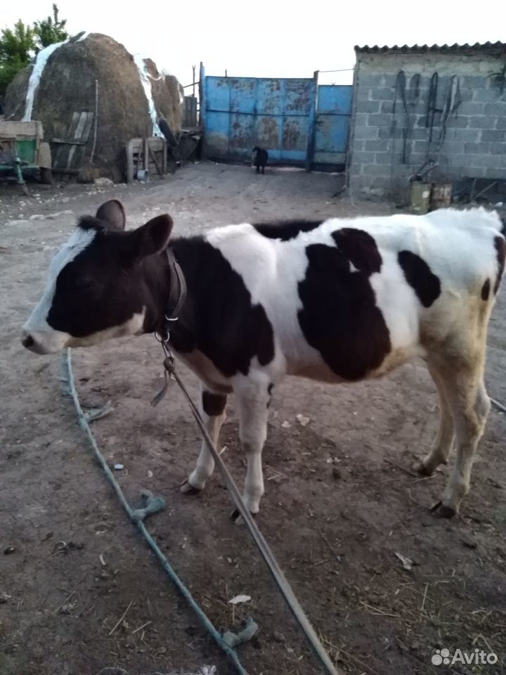 Продается телочка