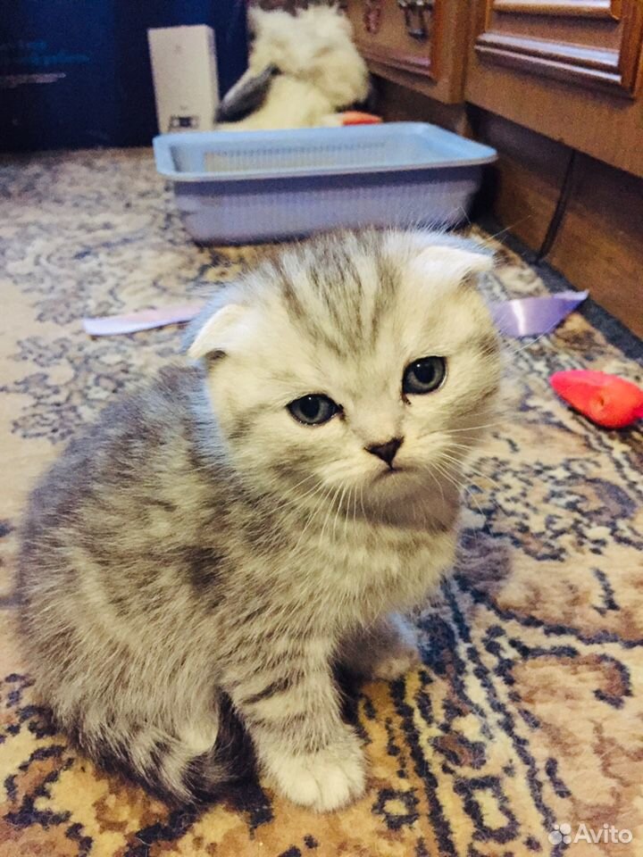 Шотландский вислоухий котик