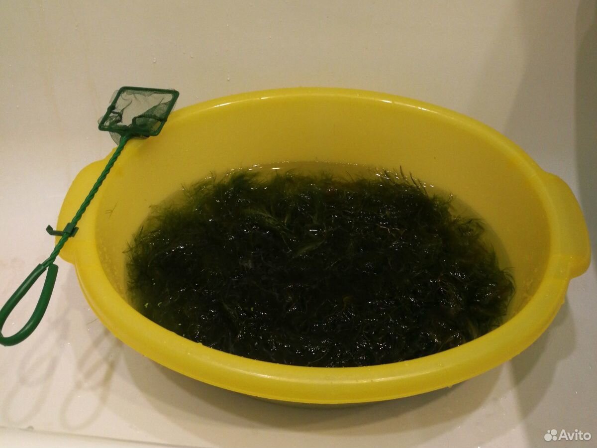 Роголистник разный