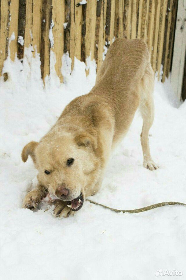 Охранник Бим в дар