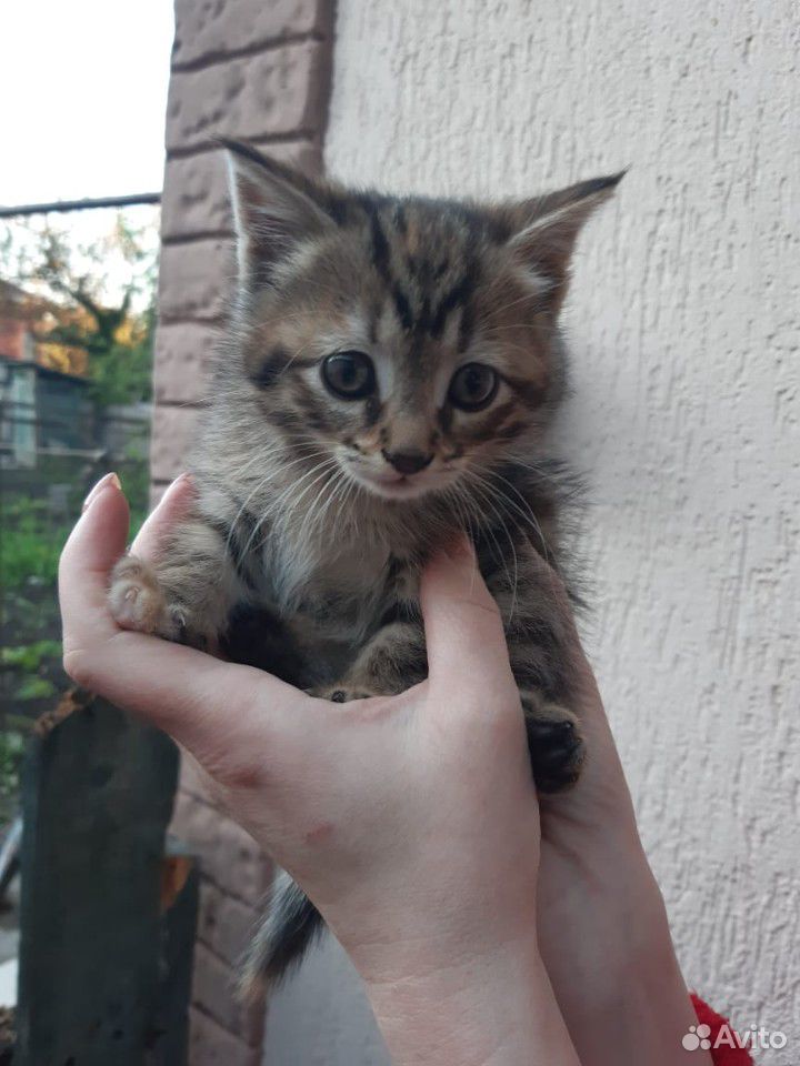 Котёнок