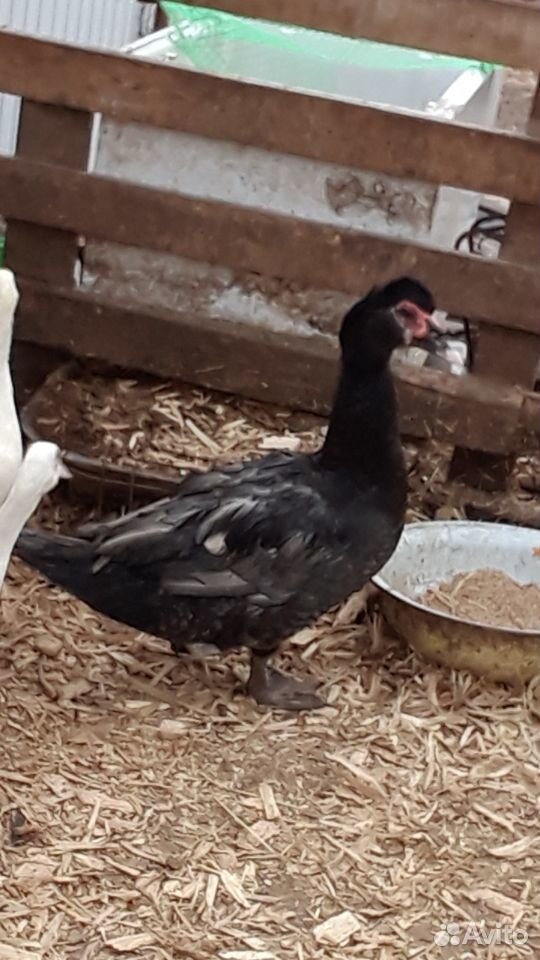 Инкубационное яйцо индоутки