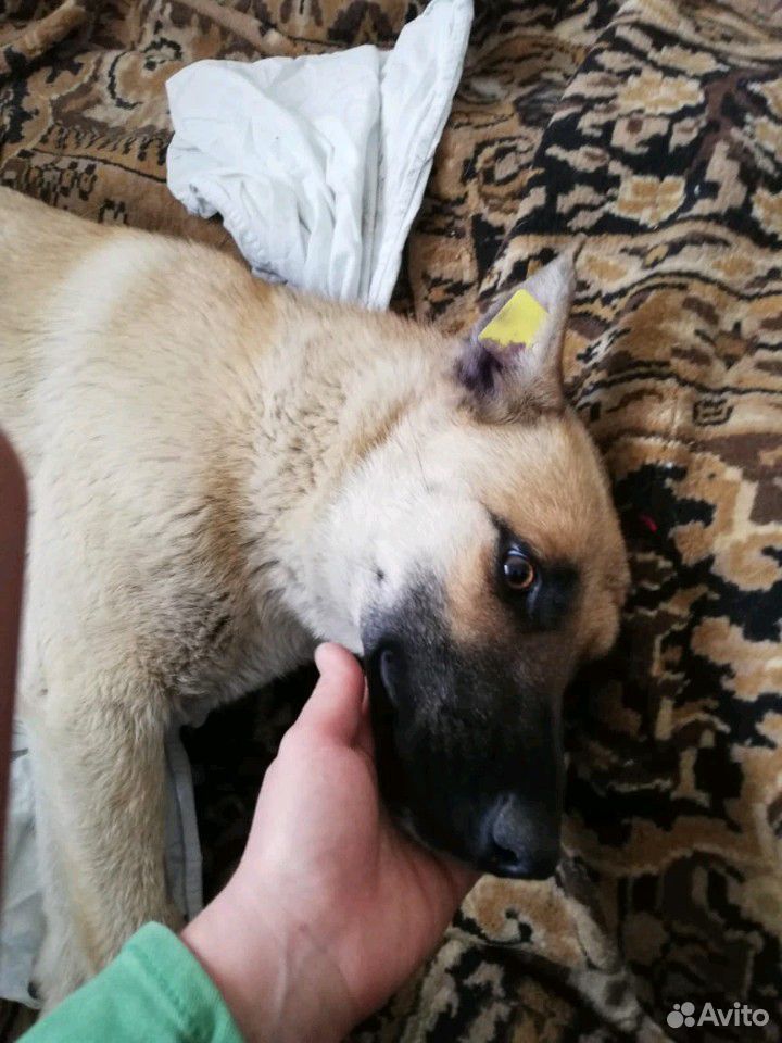 Альфа в поиске доброго хозяина