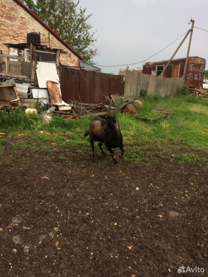 Козлотур